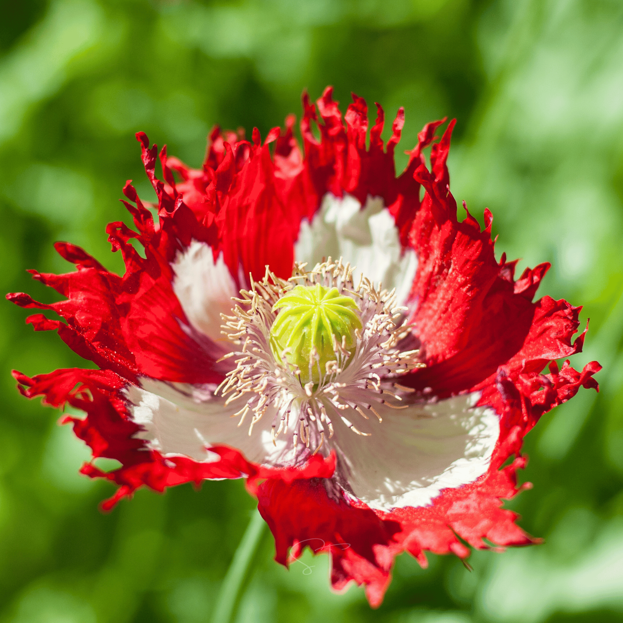 Danish Flag Poppy – 100 Seeds – SustainiMart LLC